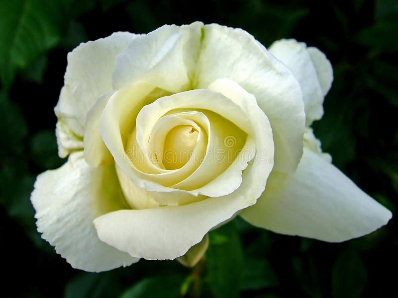 White rose in the garden stock photo. Image of flowers - 13471040