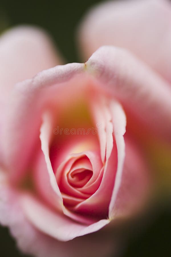 Rosebud stock photo. Image of close, love, summer, scent - 3299924