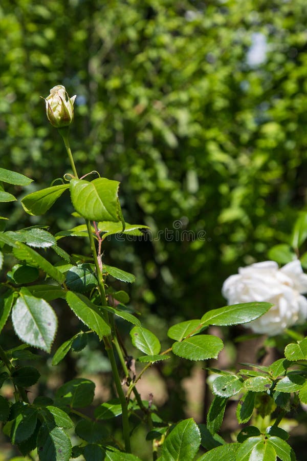 Rosebud Photos Stock - Téléchargez 8,838 Photos libres de droits