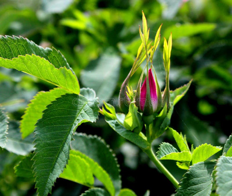 Rosebud imagen de archivo. Imagen de oferta, cuadro, foto - 92358889