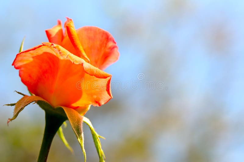 Rosebud and blue sky stock image. Image of nature, love - 67028765