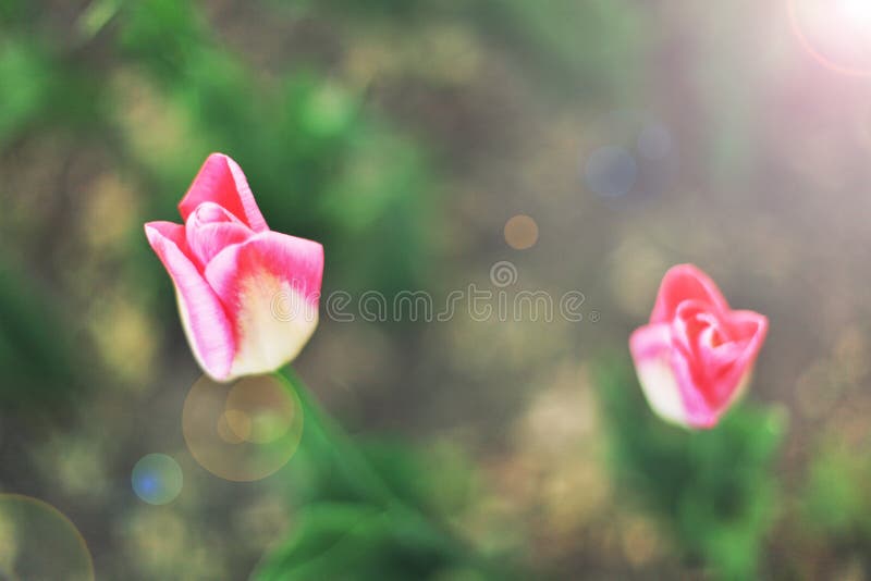 Rosebud Close-up Background Stock Image - Image of petal, flower: 84555121
