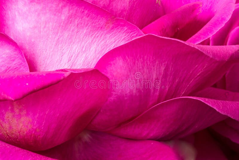 Close-up Rose Bud Texture Backdrop Stock Image - Image of petal, macro ...