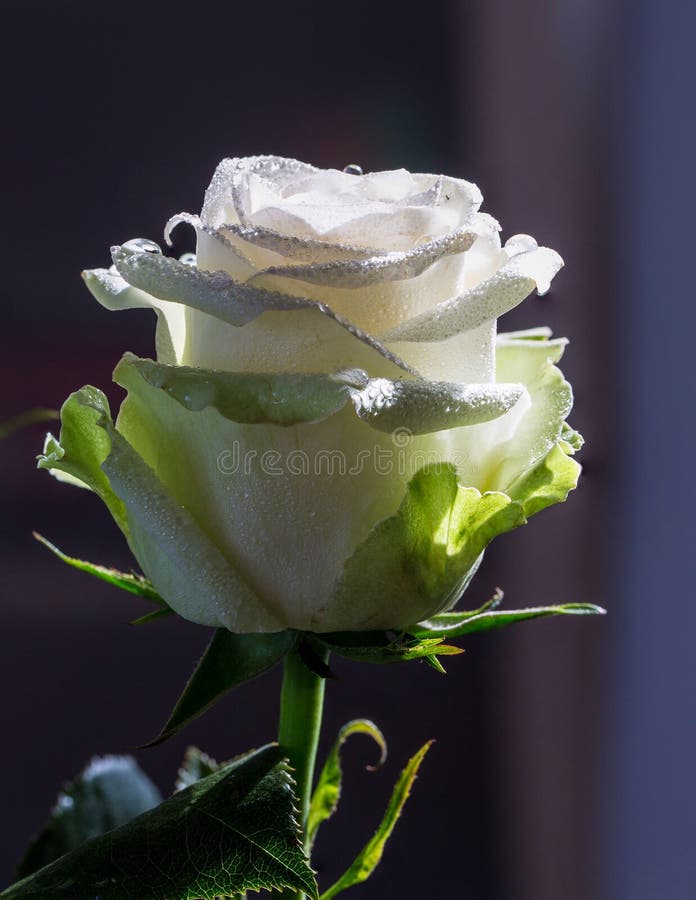 Rosebud closeup stock image. Image of white, flower, rose - 68158875