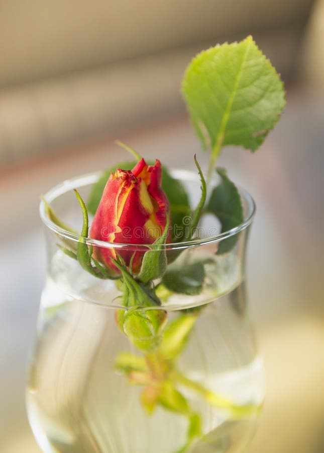 Rosebud in glass of water stock photo. Image of holiday - 42369364