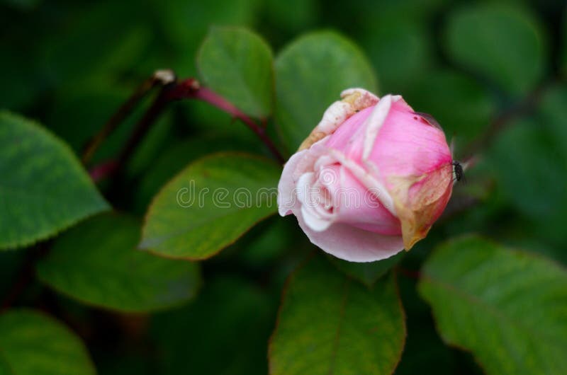 Rosebud on Green Leaves Background in the Garden Stock Image - Image of ...