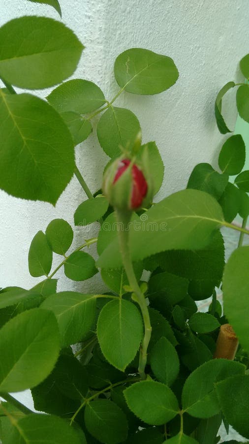 Pink Rosebud stock image. Image of gardner, garden, rosr - 95267045