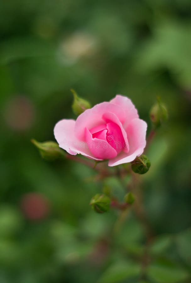 Rosebud stock image. Image of fragile, cute, fresh, delicate - 41310229
