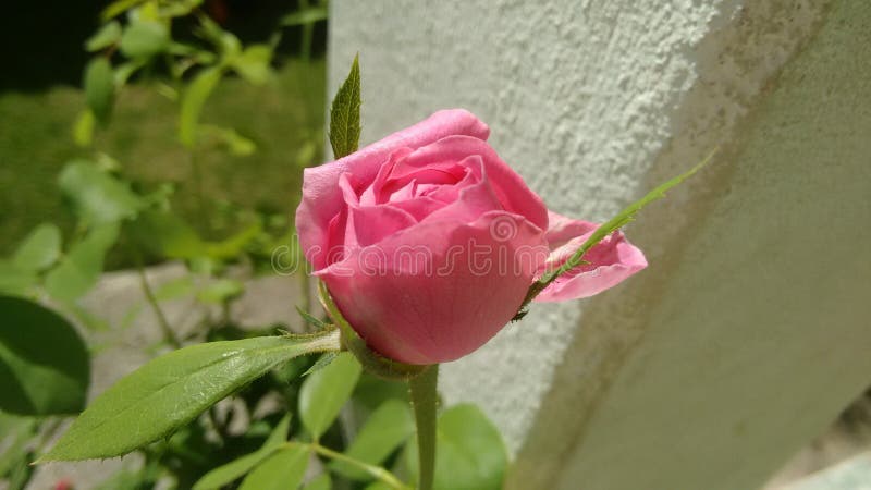 Pink Rosebud stock image. Image of gardner, garden, rosr - 95267045