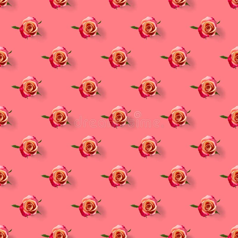 Rosebud Seamless Pattern. Head of Rose Bloom Isolated on Pink Pattern ...