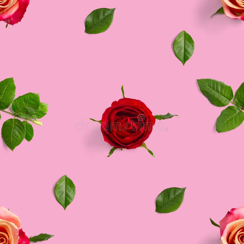 Rosebud Seamless Pattern. Head of Rose Bloom Isolated on Pink Pattern ...