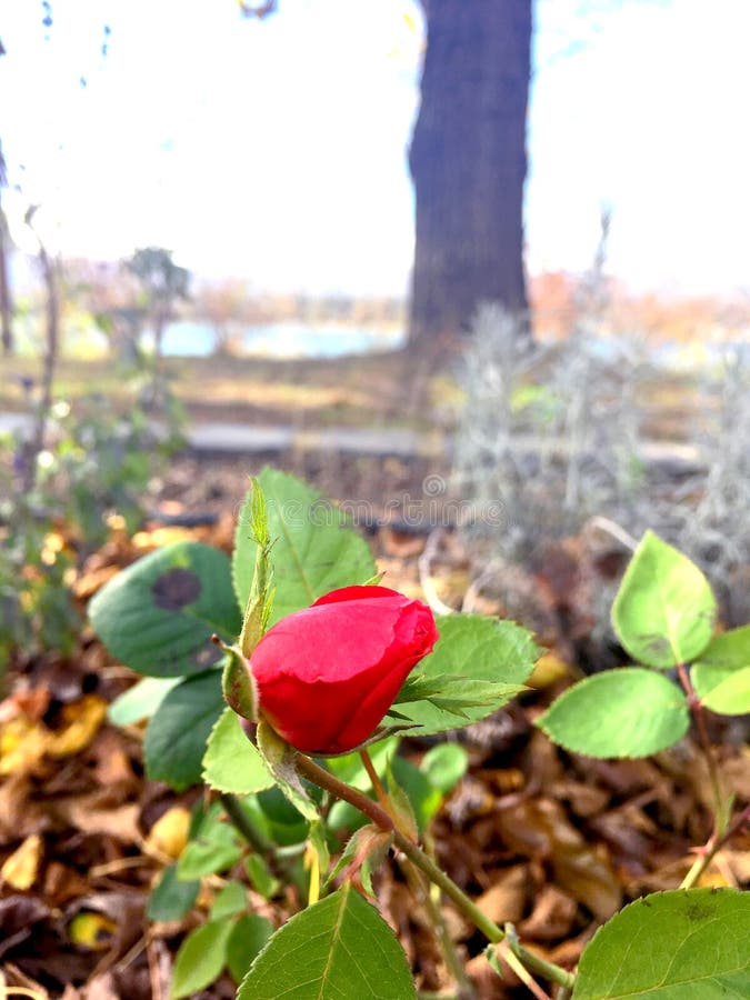 Rosebud in springtime stock image. Image of blossom - 152663143