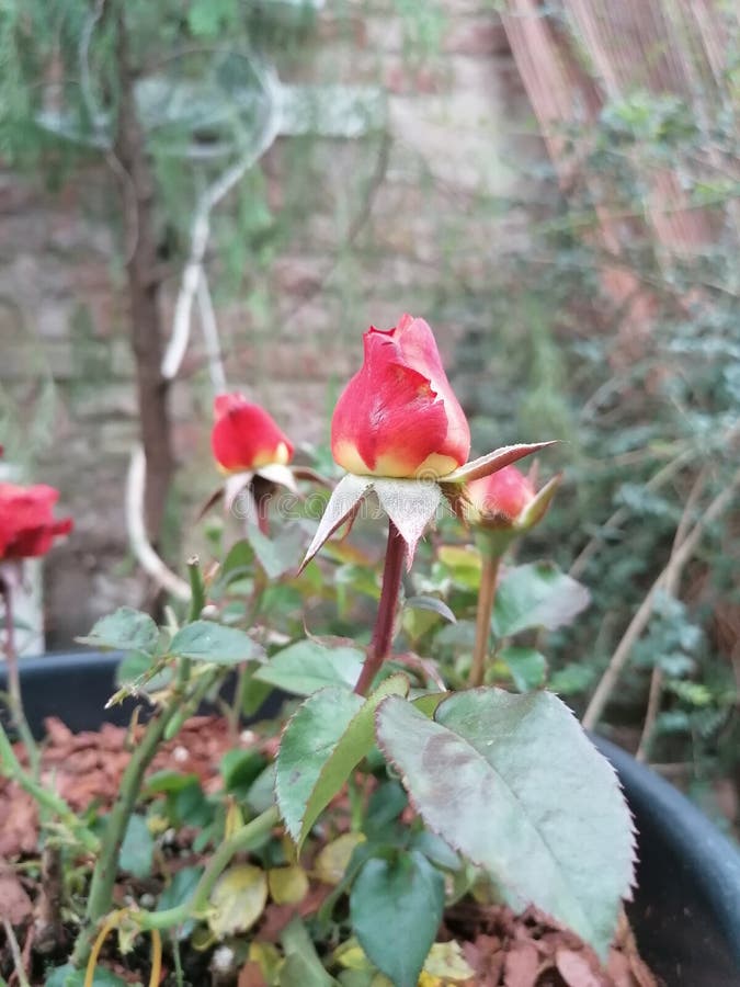 Rosebud in summer garden stock photo. Image of rosebud - 212243752