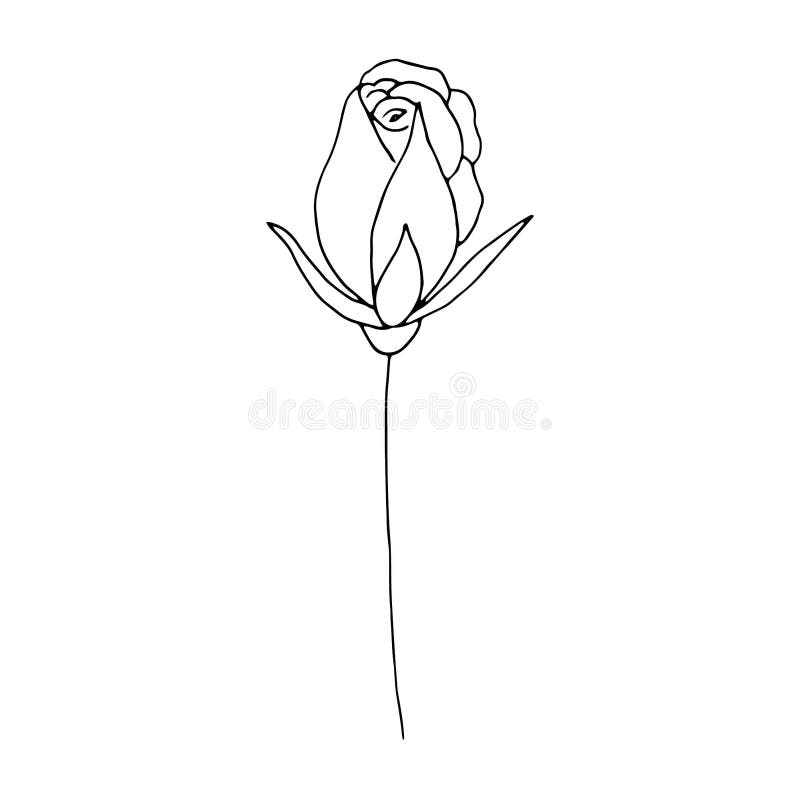 Rosebud, Vector Illustration, Hand Drawing Outline Sketch Stock Vector ...