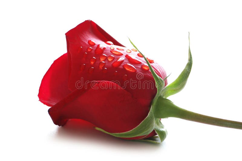 Rosebud with Water Drops Isolated on White Stock Photo - Image of ...