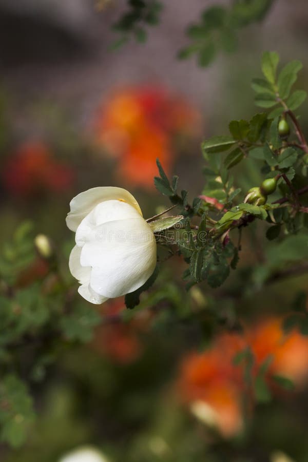 Rosebud stock photo. Image of rosebud, beauty, white - 72647932