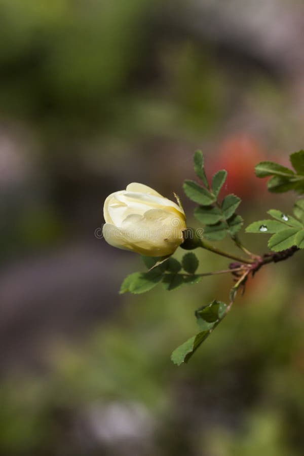 Rosebud stock photo. Image of garden, bush, plant, shrubs - 72880606