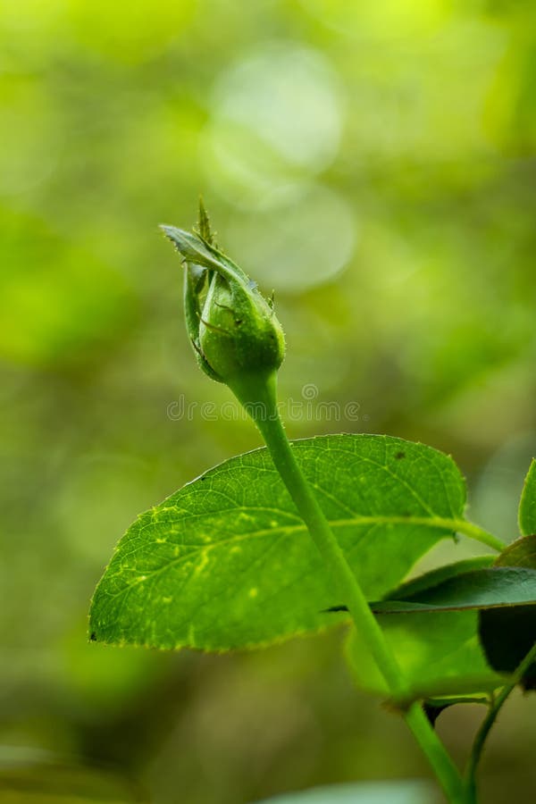 Rosebud C Macro View Stock Photos - Free & Royalty-Free Stock Photos ...