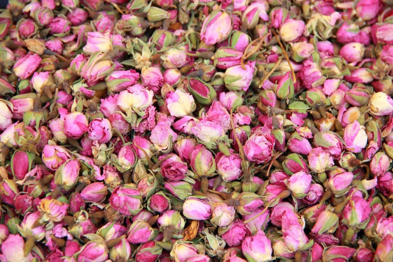 Rosebuds stock image. Image of rosebud, white, roses - 28102271