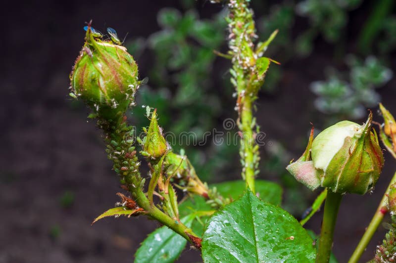 Rosebuds are Heavily Infested with Aphids, Posing a Threat To Their ...