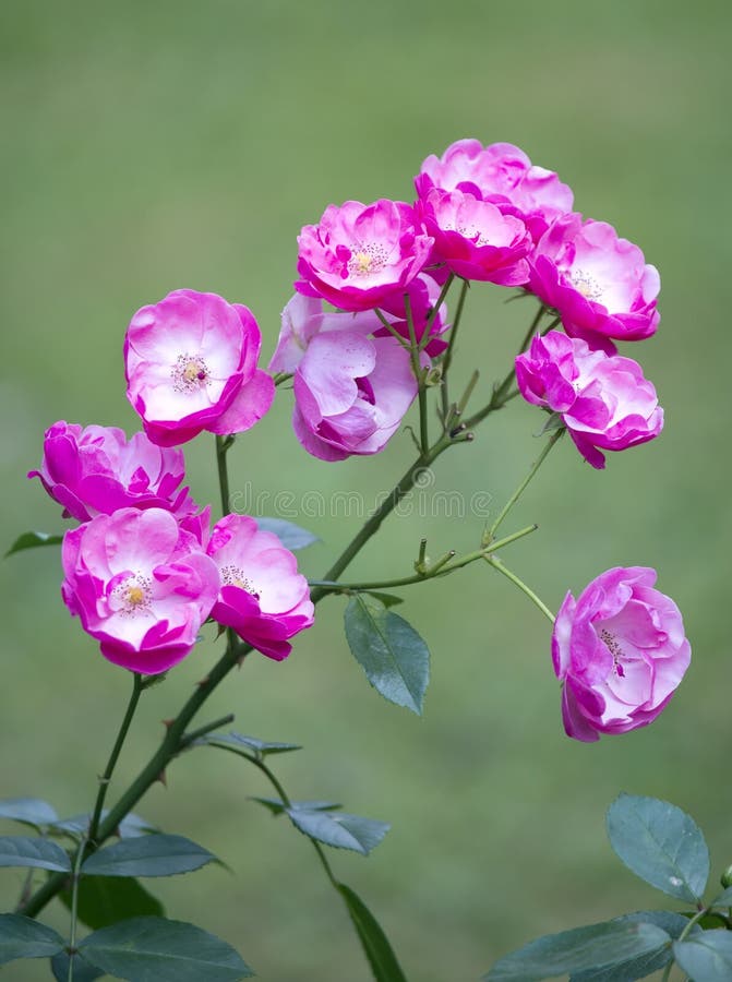 Rosebush photo stock. Image du rouge, vert, personne - 51543566