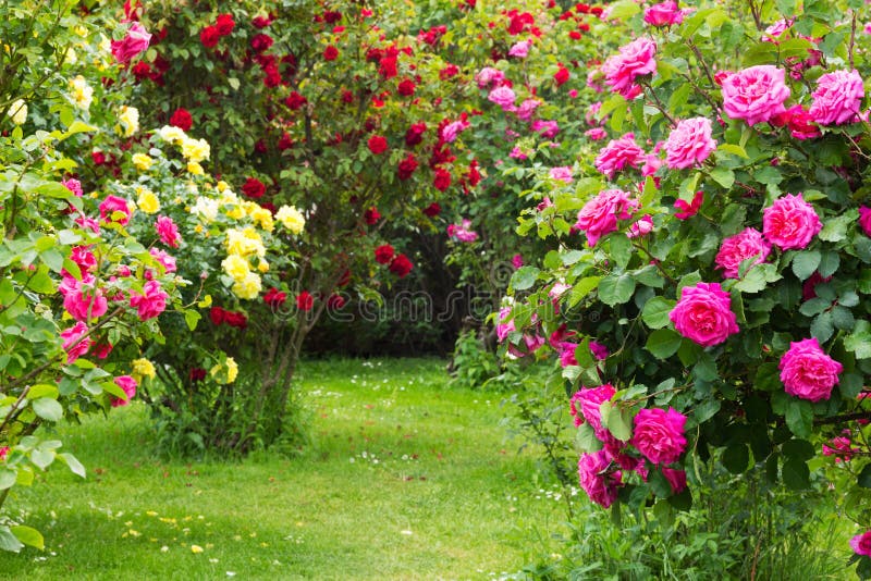 Rosebush stock image. Image of plant, garden, botany - 40556005