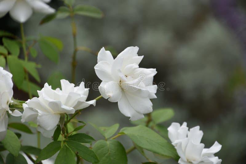 Rosebush with White Roses in Full Bloom Stock Photo - Image of flowers ...