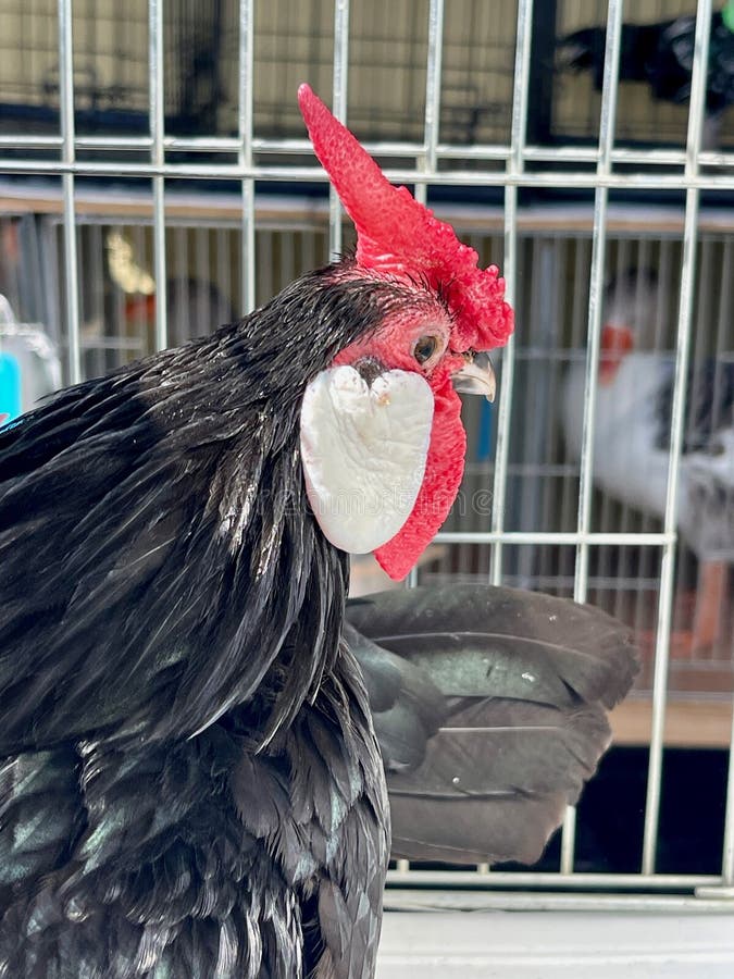 Anas Platyrhynchos Domesticus, Rosecomb Chicken Stock Image - Image of ...