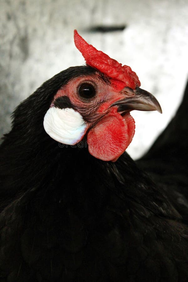 Black Rosecomb Chicken stock image. Image of comb, head - 3210673