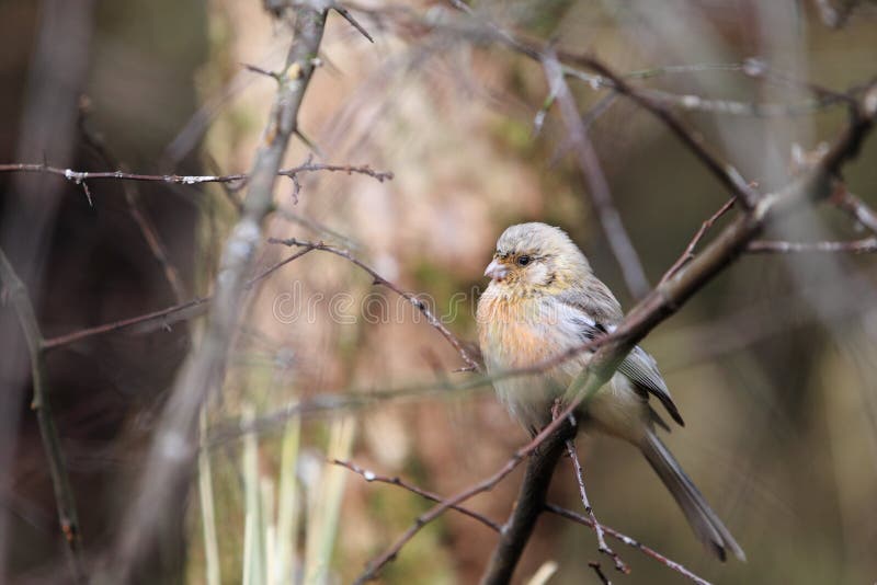 Rosefinch de cola larga imagen de archivo. Imagen de sentada - 31767505