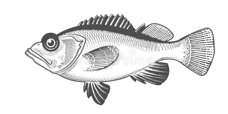 Rock Cod Fish Stock Illustrations – 42 Rock Cod Fish Stock ...