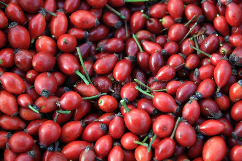 Rosehip stock image. Image of drink, healthy, winter - 12092989