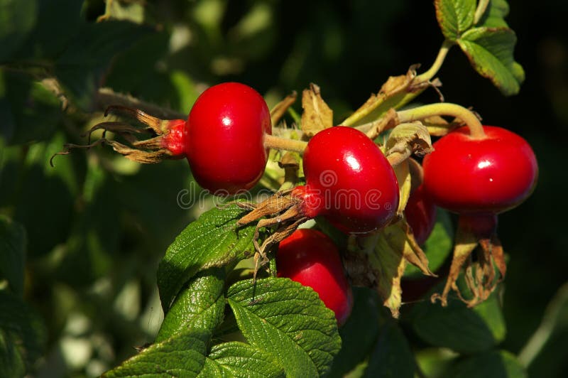 Rosehip stock image. Image of rosehip, plant, fall, hips - 2305349