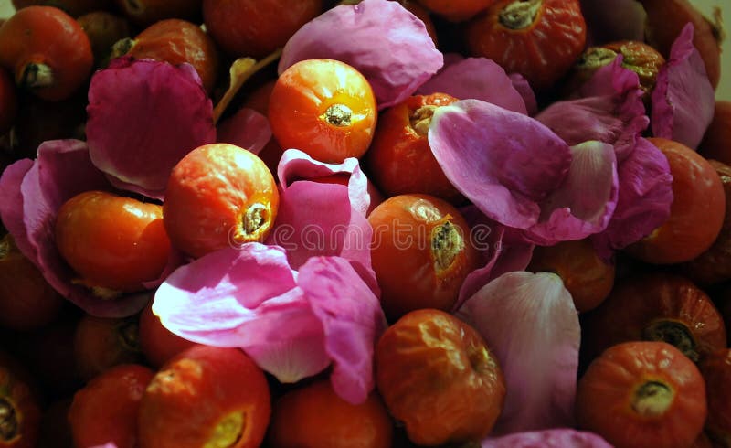 Rosehip Berries Rosa Canina Isolated on White Background Stock Image ...