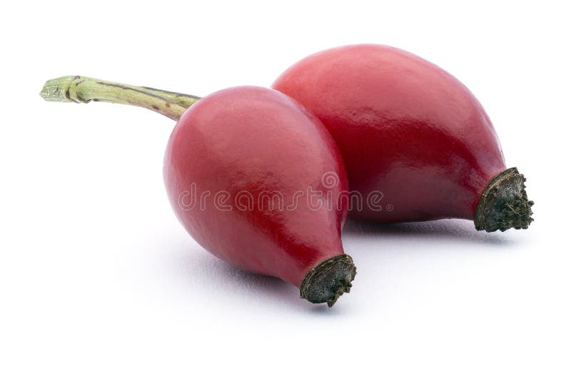 Rosehip Berries Rosa Canina Isolated on White Background Stock Image ...