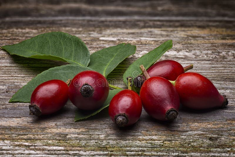 Rosehip Berries Rosa Canina Isolated on White Background Stock Image ...