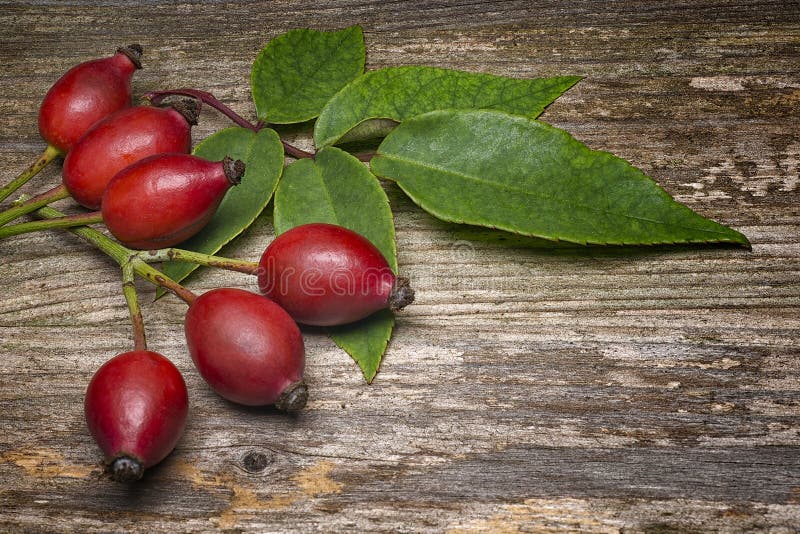 Rosehip Berries Rosa Canina Isolated on White Background Stock Image ...