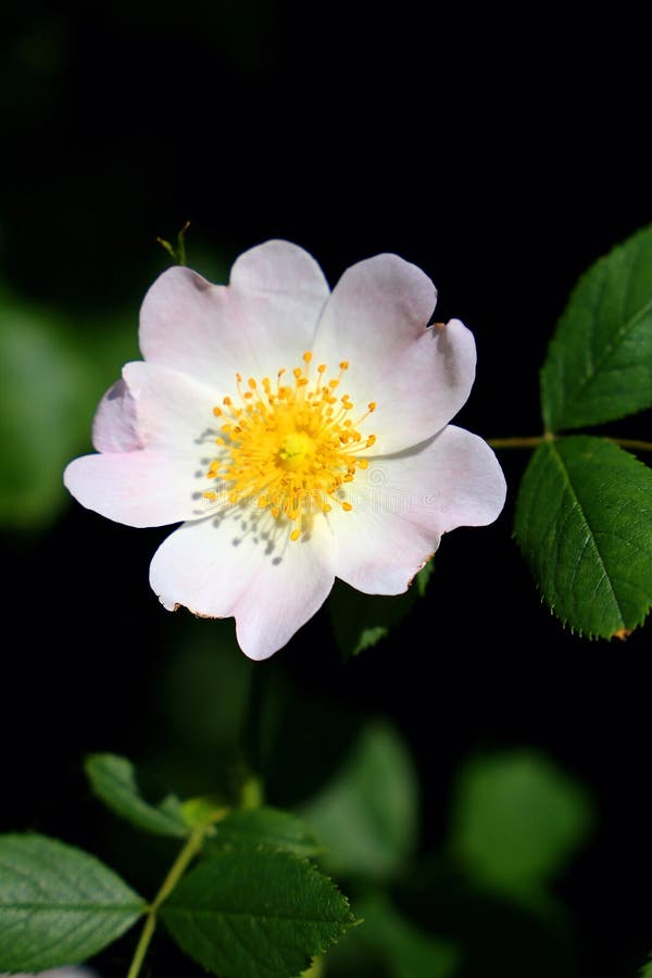 Rosehip stock photo. Image of eglantine, flower, plant - 94678148