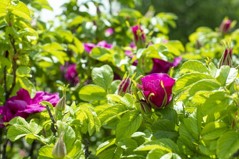 Rosehip Blossom, Pink Wild Rose Bud Stock Image - Image of magenta ...