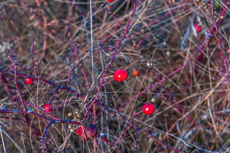 Rosehip Branches with Red Berries.in the Background There is a Blurry ...