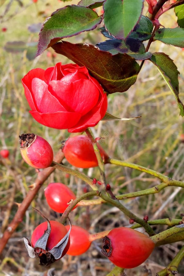 Rosehip Buds and a Rose on a Sunny Day. Stock Photo - Image of green ...