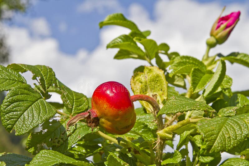 Rosehip bush stock photo. Image of pick, berry, blossom - 26709386