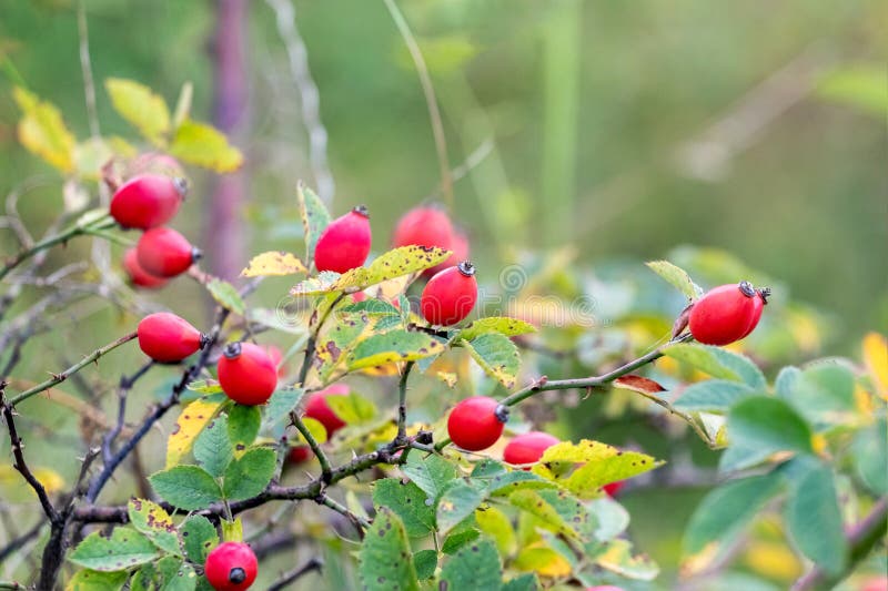 Rosehip Bush with Red Berries in Autumn Stock Image - Image of rose ...