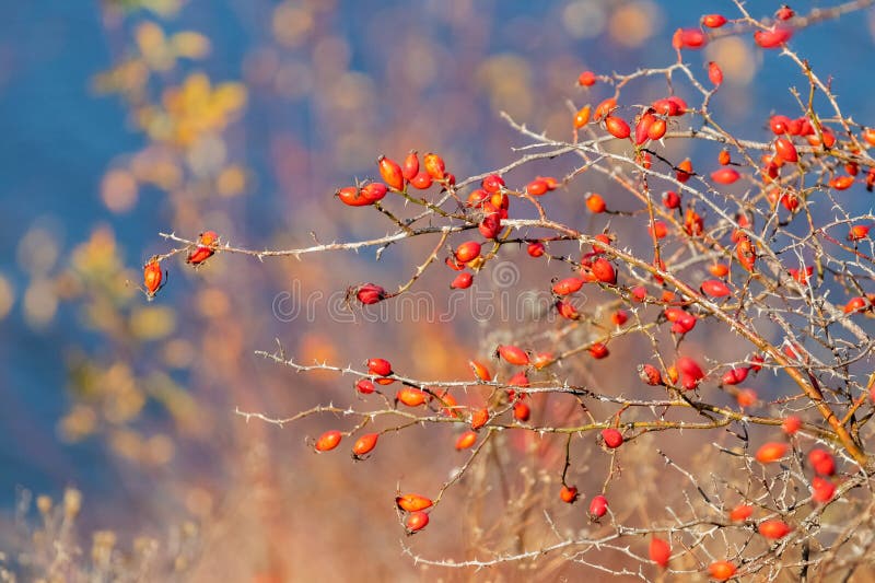 Rosehip Bush with Red Berries by the River on a Sunny Day Stock Image ...