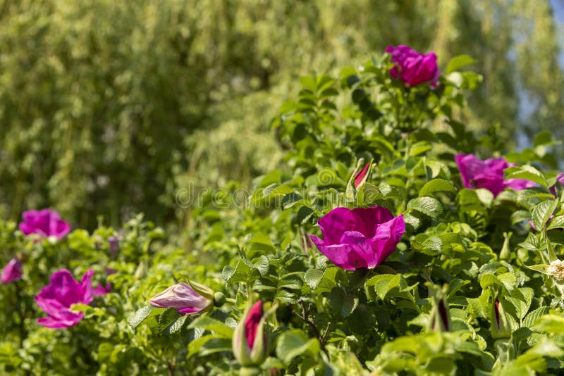 Rosehip Bush with Red Flowers in Spring Stock Image - Image of outdoor ...