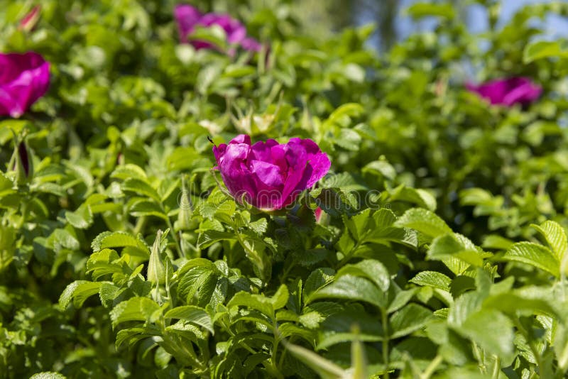 Rosehip Bush with Red Flowers in Spring Stock Photo - Image of ...