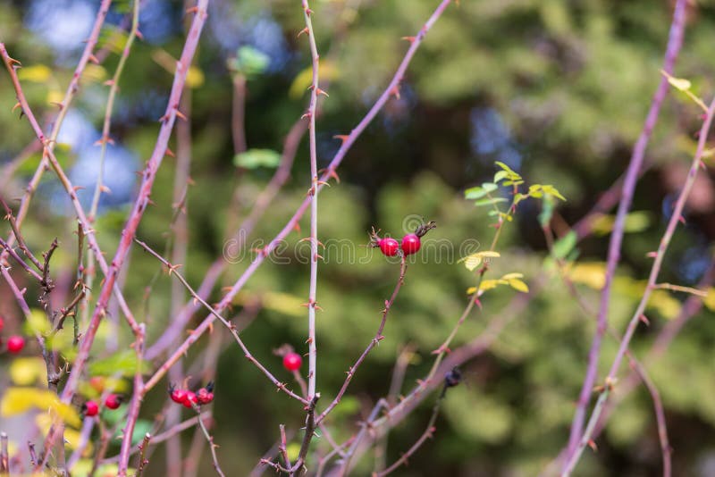 Rosehip Bush on Which are Dry Fruits. There are Sharp Thorns on the ...