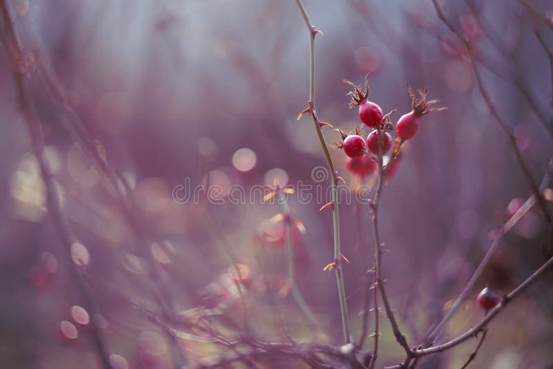 Rosehip Bush on Which are Dry Fruits. There are Sharp Thorns on the ...