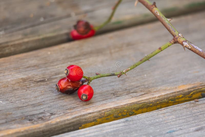 Rosehip Bush on Which are Dry Fruits. There are Sharp Thorns on the ...