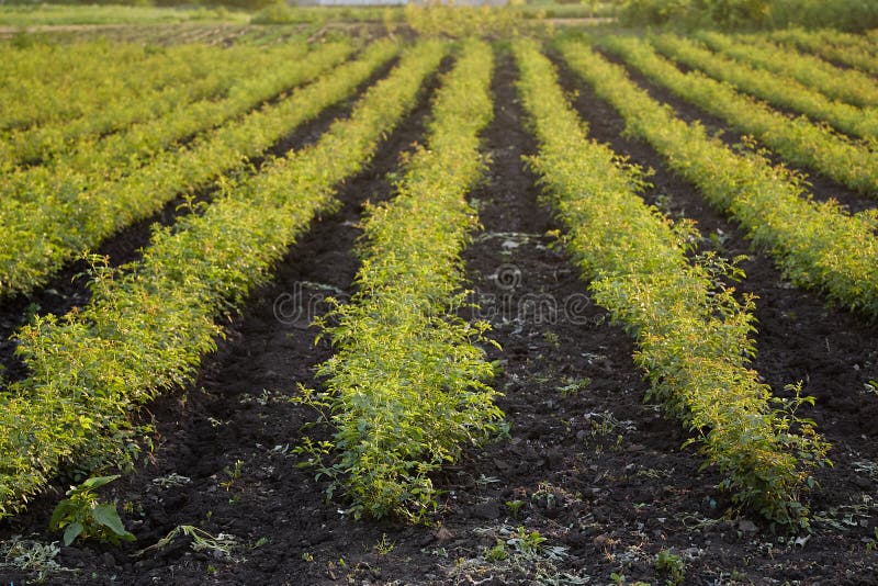 Rosehip Bushes on a Field Rose Farm Stock Image - Image of hotbed, rose ...